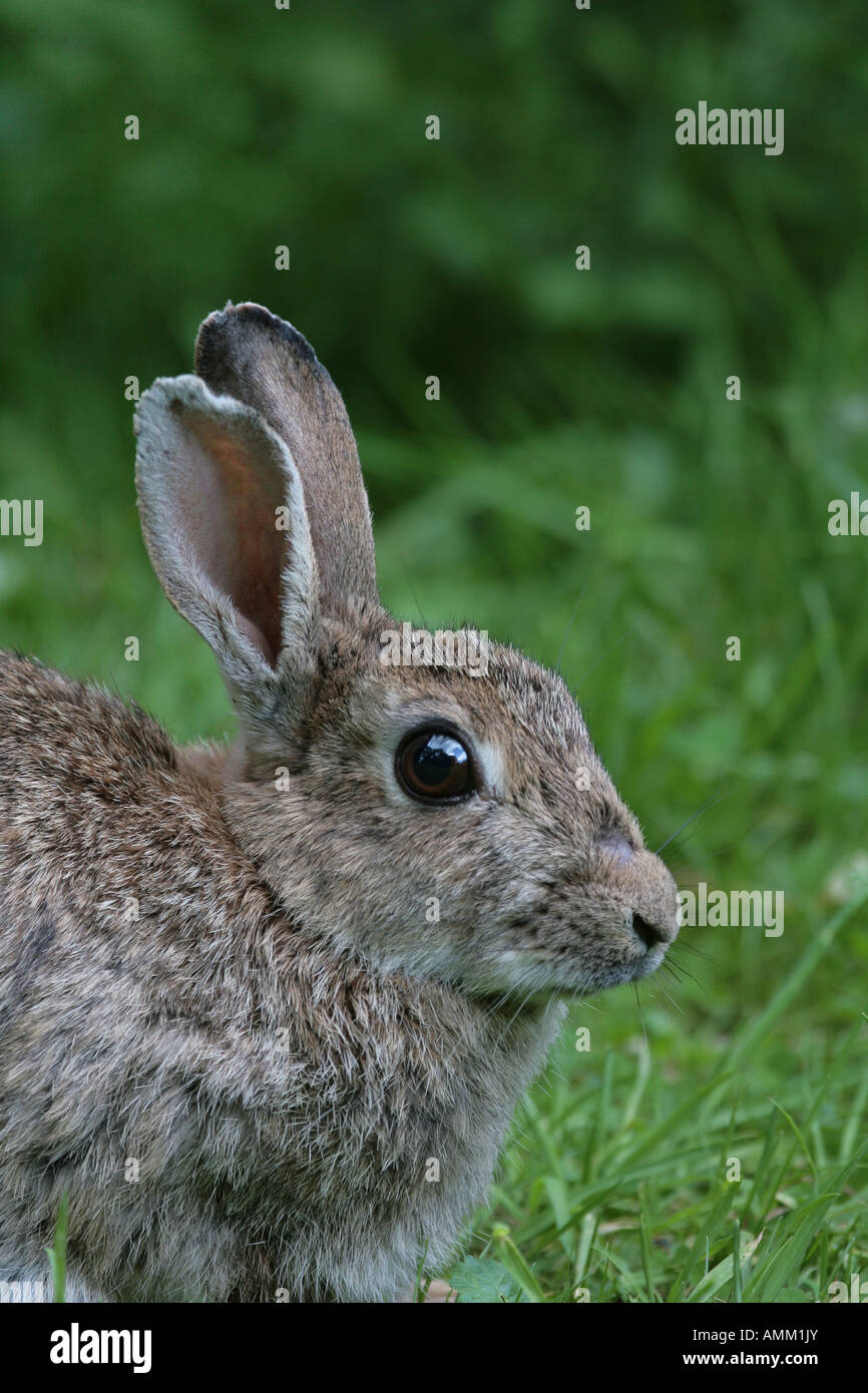 Rabbit Oryctolagus cunniculus Stock Photo - Alamy