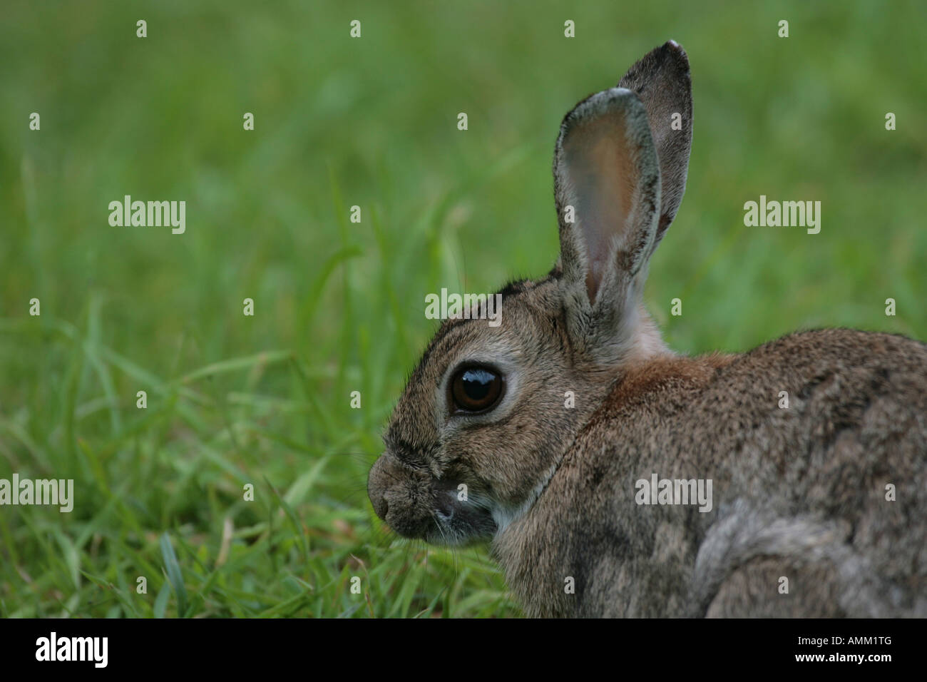 Rabbit Oryctolagus cunniculus showing early signs of Myxomatosis Stock ...