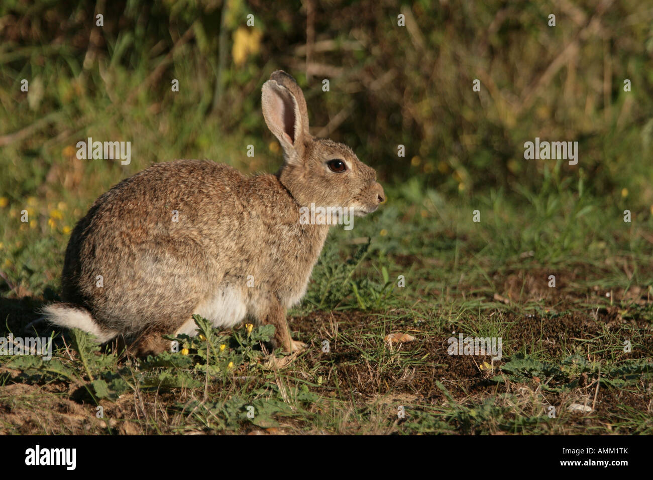 Rabbit Oryctolagus cunniculus Stock Photo - Alamy