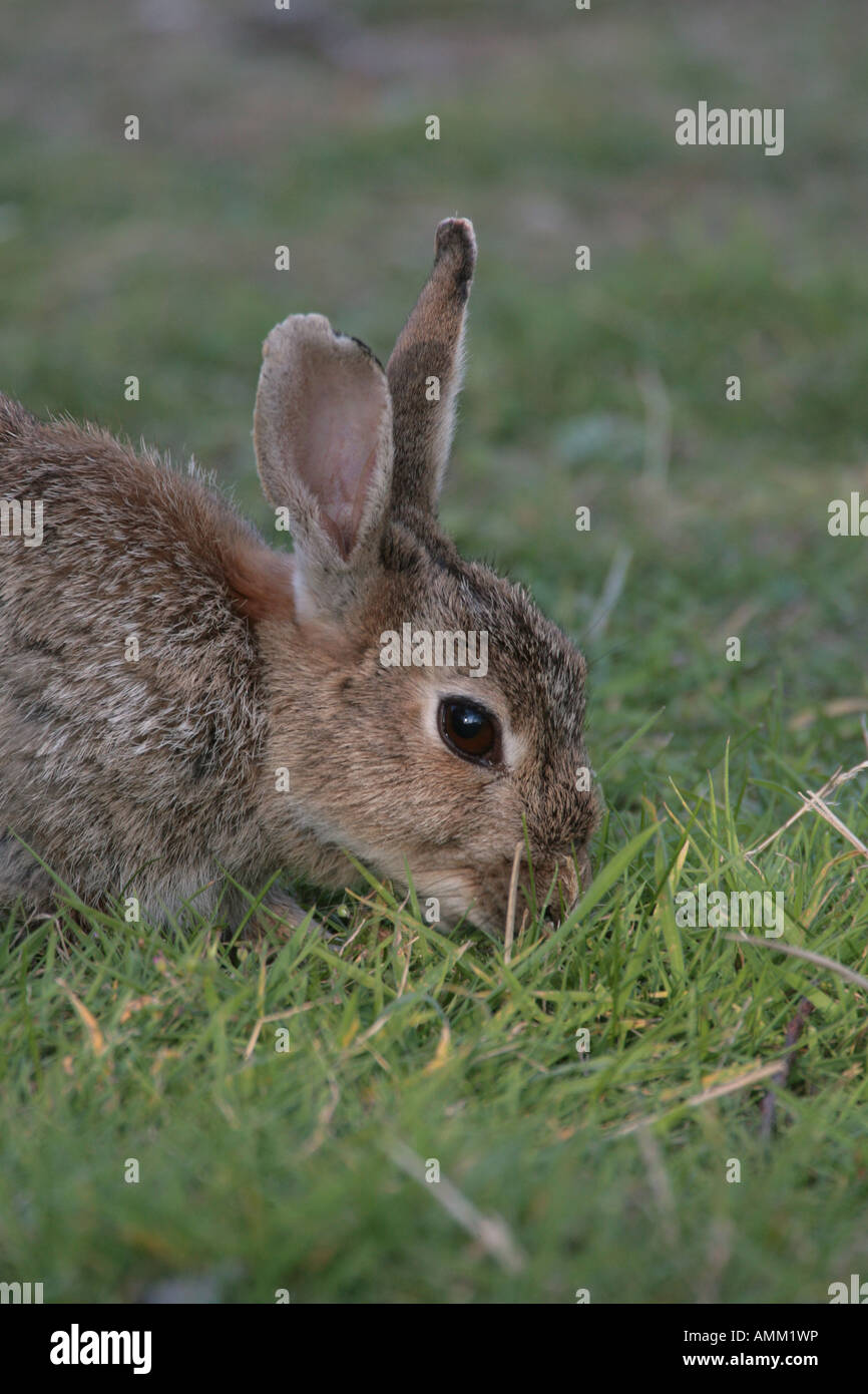 Rabbit Oryctolagus cunniculus feeding in grassland Stock Photo - Alamy