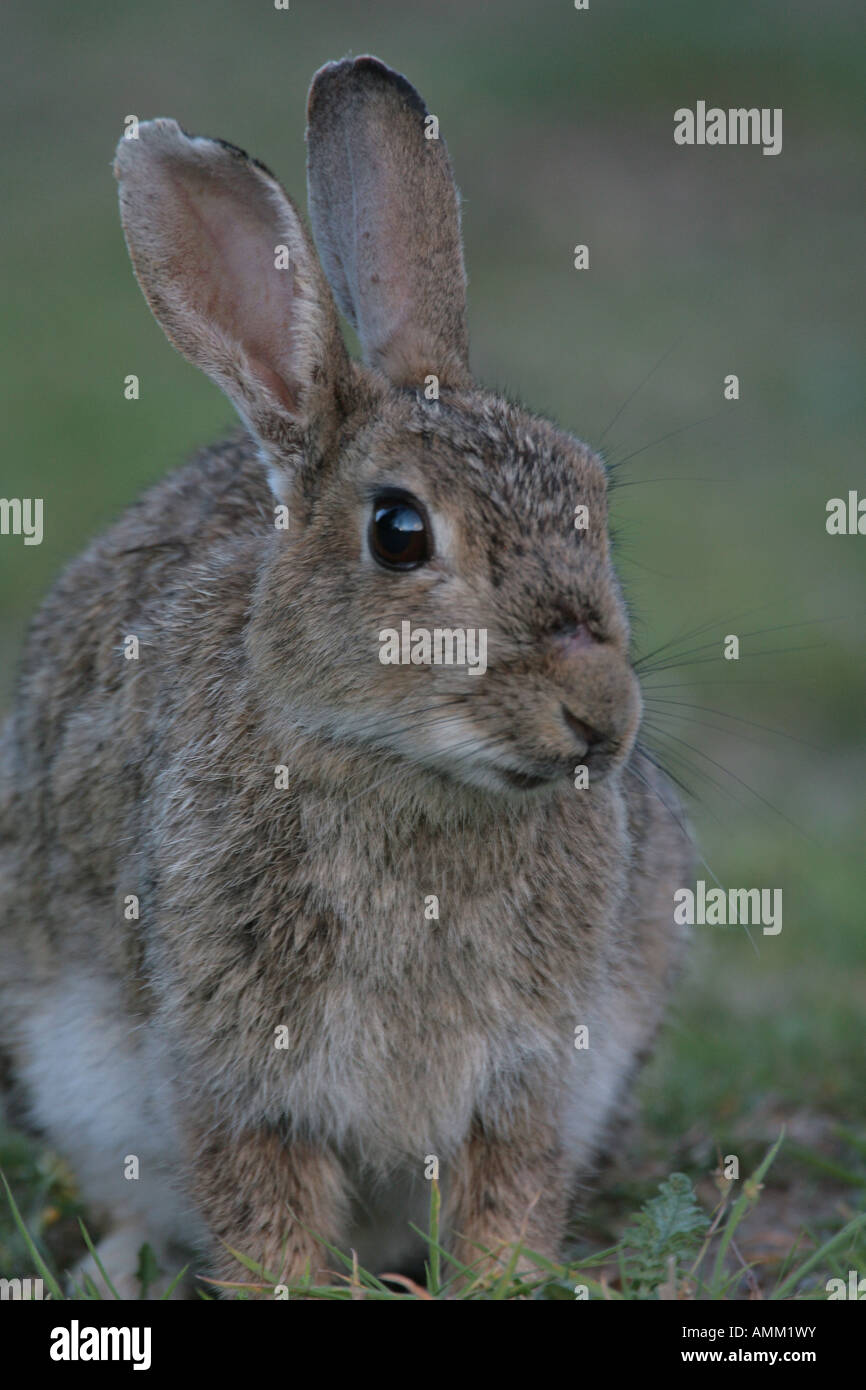 Rabbit Oryctolagus cunniculus Stock Photo - Alamy