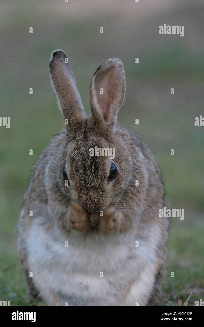 Rabbit Oryctolagus cunniculus rubbing its nose with its front feet ...