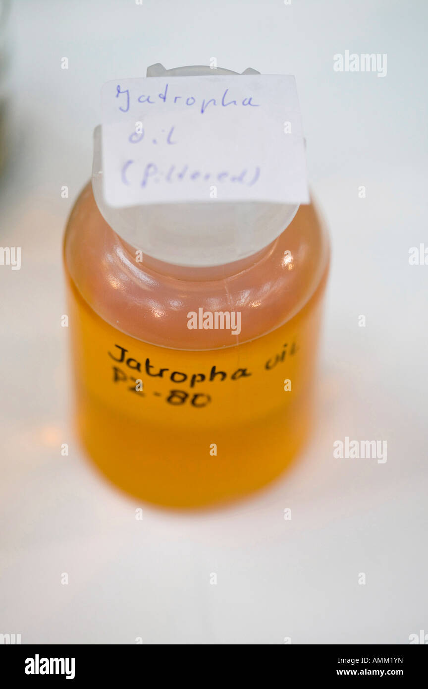 A sample of Jatropha oil at the Biodiesel Expo trade fair Newark ...