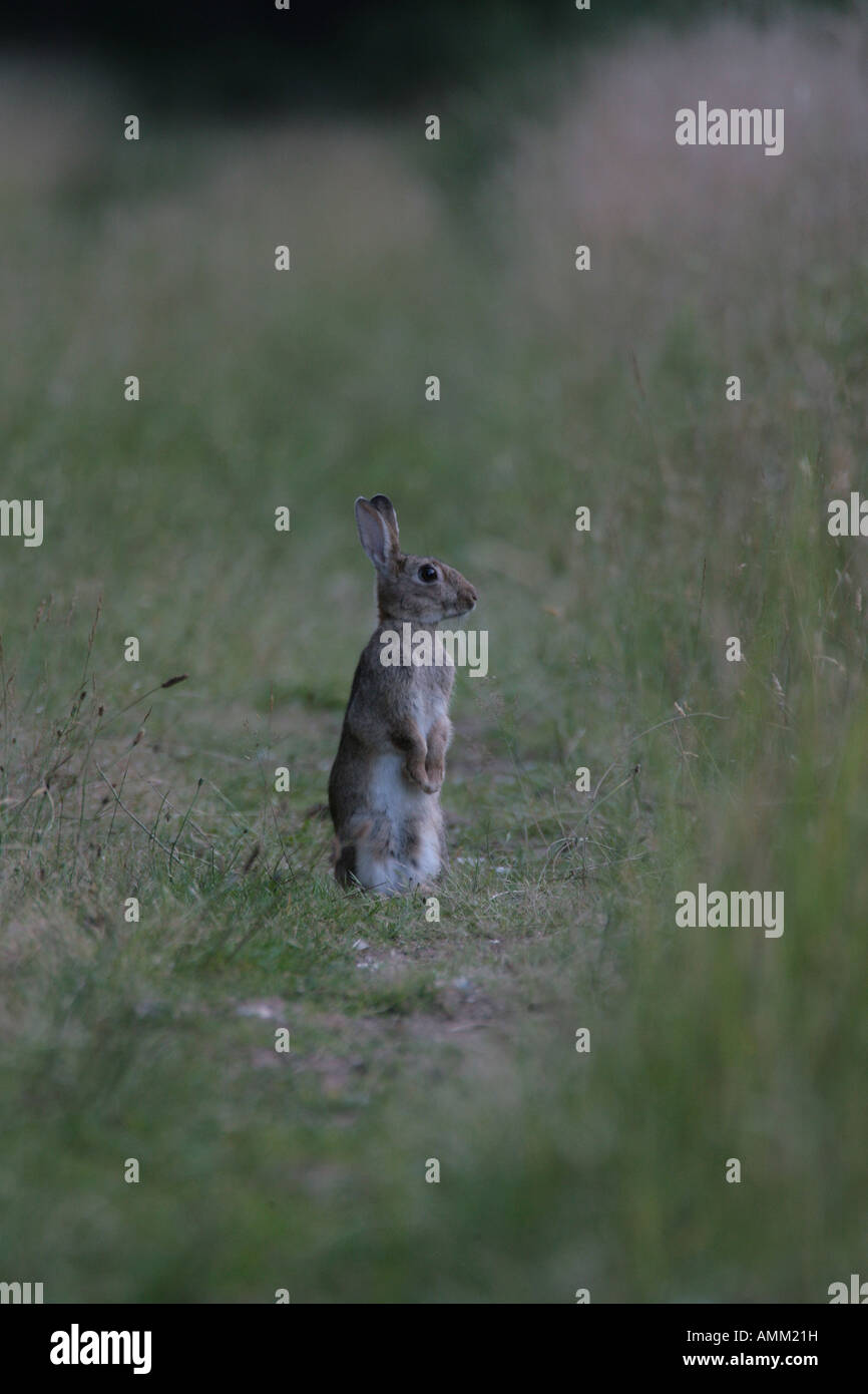 Rabbit on back legs hi-res stock photography and images - Alamy