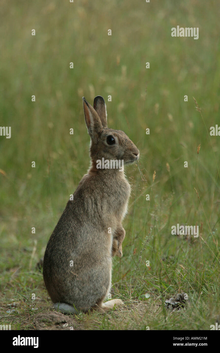 Rabbit on back legs hi-res stock photography and images - Alamy