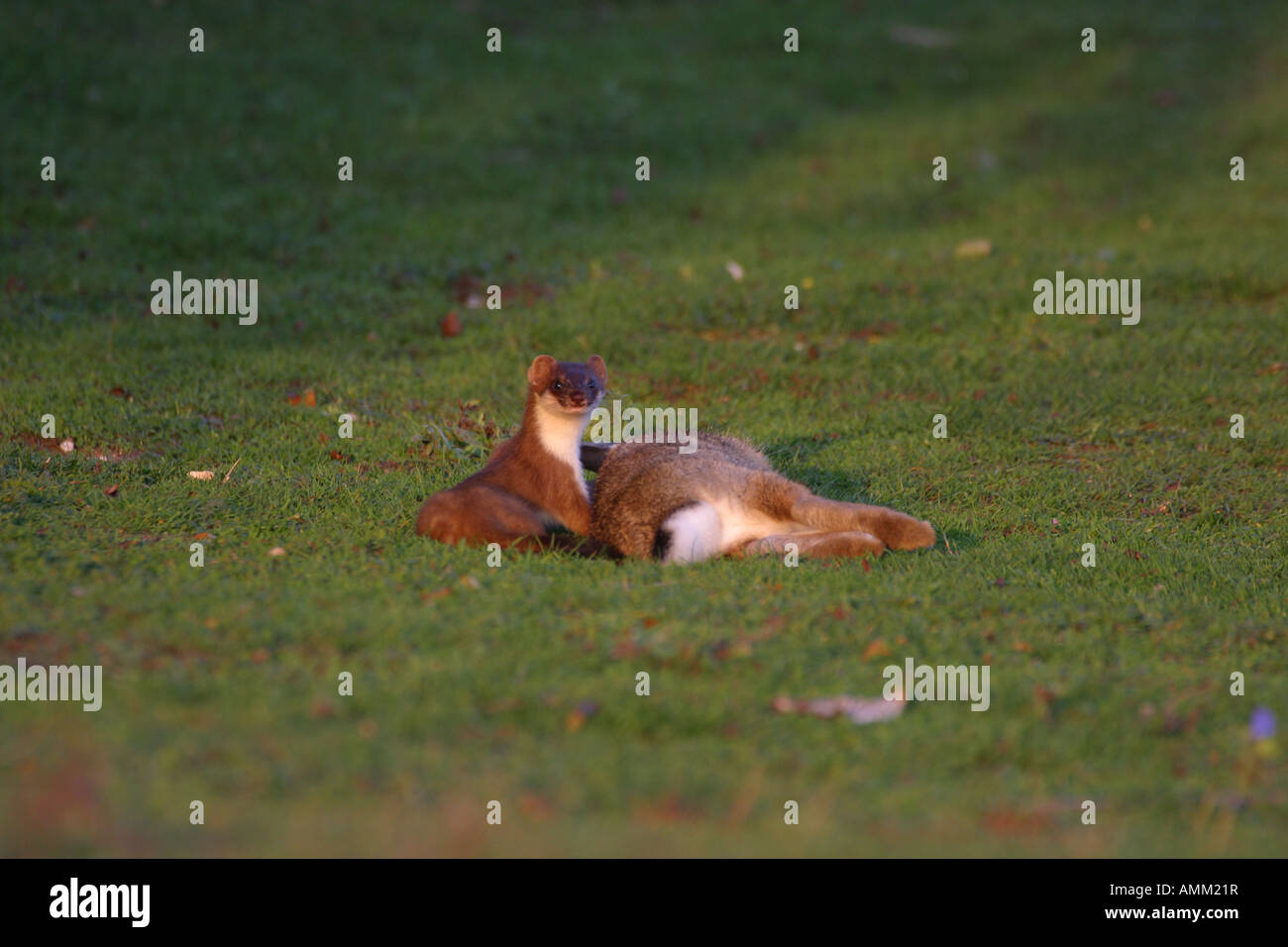 Stoat uk rabbit hi-res stock photography and images - Alamy