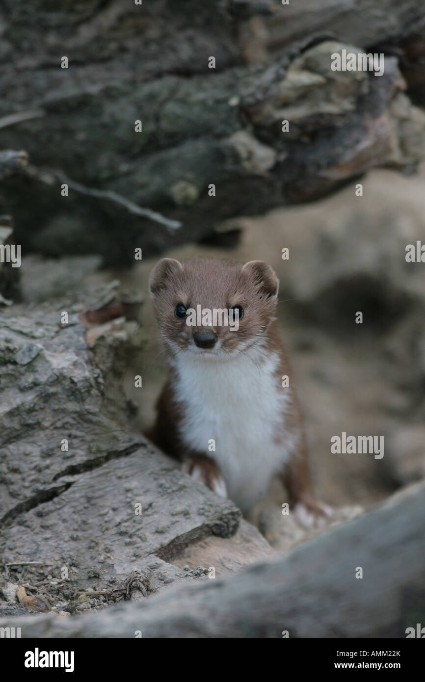 Weasel Mustela nivalis Stock Photo - Alamy