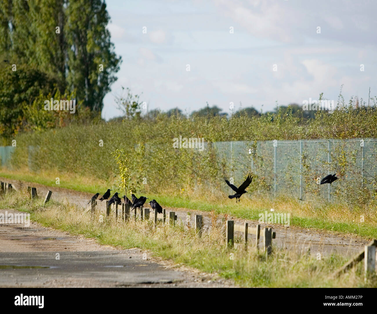 A flock of Rooks on a fence Stock Photo - Alamy A flock of Rooks on a fence Stock Photo - Alamy