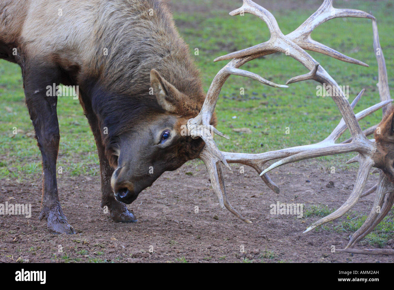 Male elk hi-res stock photography and images - Alamy