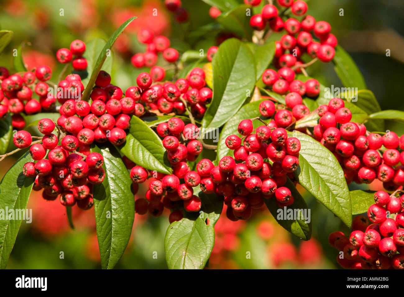 Cotoneaster tree hi-res stock photography and images - Alamy