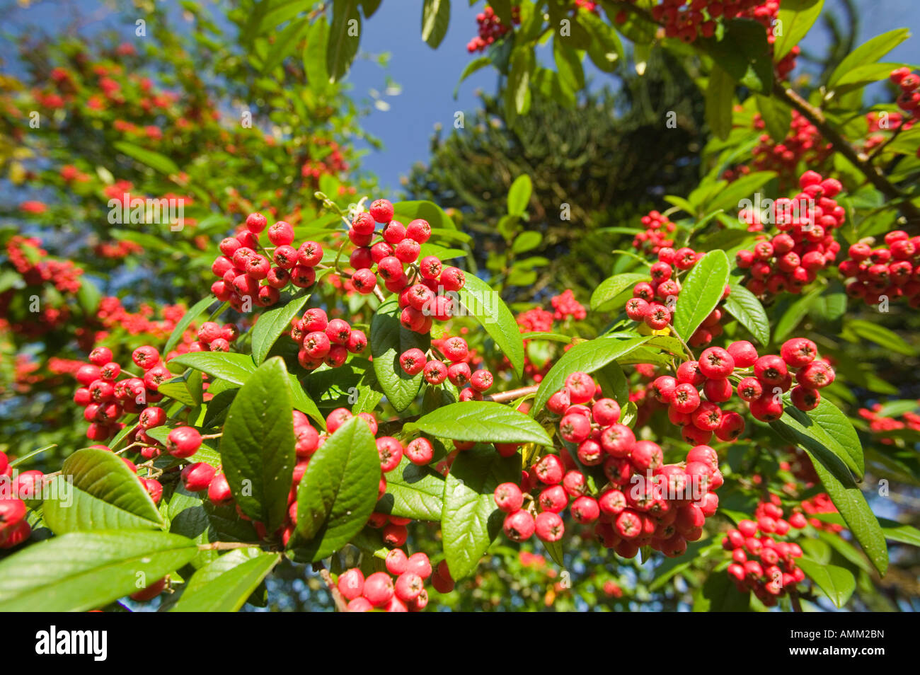 Cotoneaster tree hi-res stock photography and images - Alamy