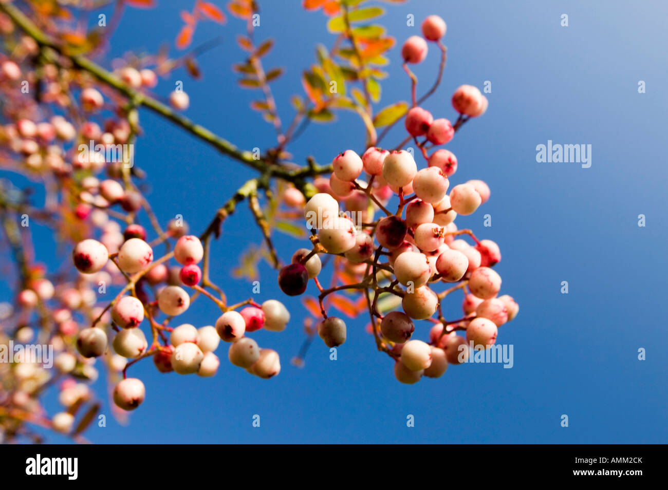 Mountain ash tree hi-res stock photography and images - Alamy