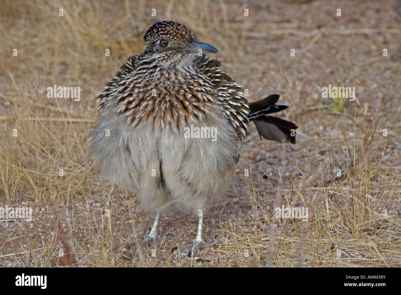 Greater Roadrunner (Geococcyx californianus) - Thermoregulating ...