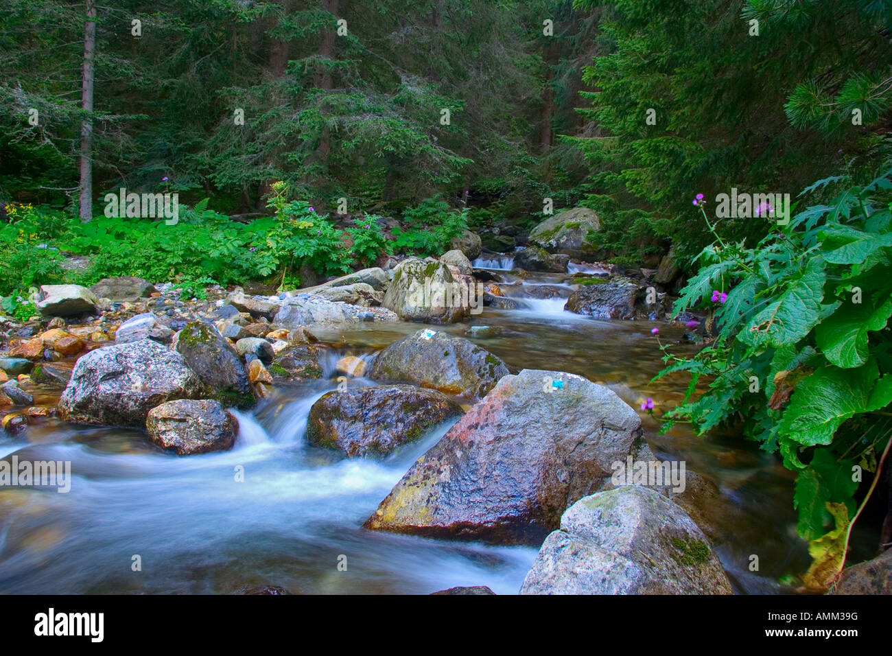Stream rushing through the forest Stock Photo - Alamy