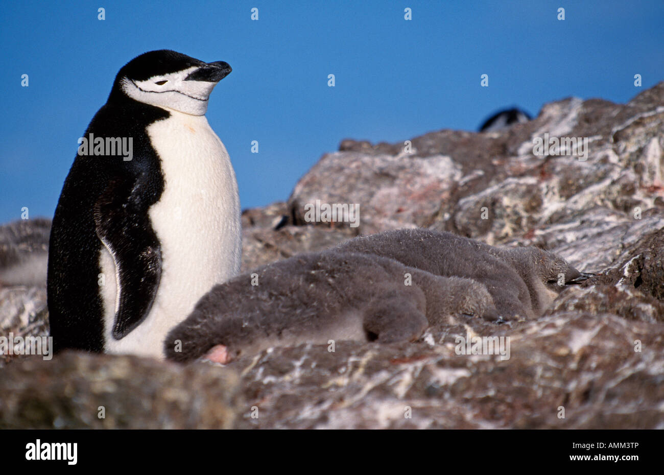 Chinstrap penguins (pygoscelis antarctica Stock Photo - Alamy