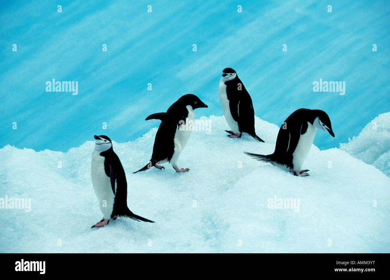 Laurie bird hi-res stock photography and images - Alamy