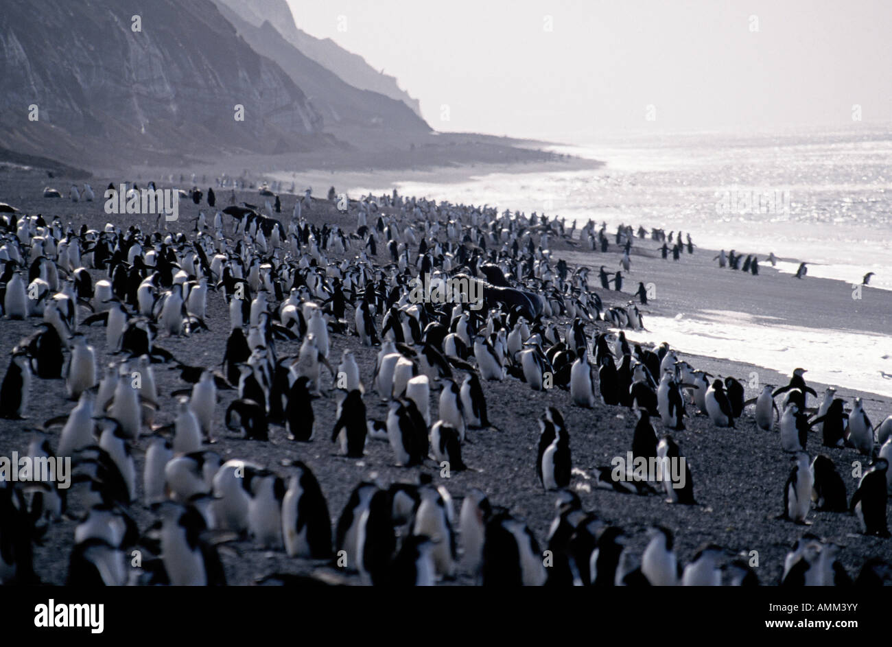 Mass of penguins hi-res stock photography and images - Alamy