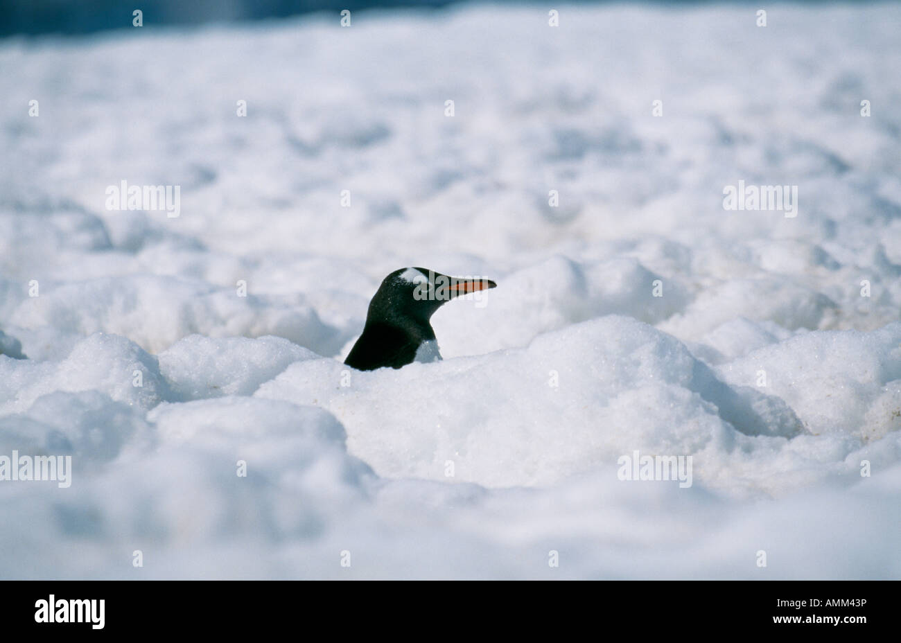 Penguin trail in antarctica hi-res stock photography and images - Alamy