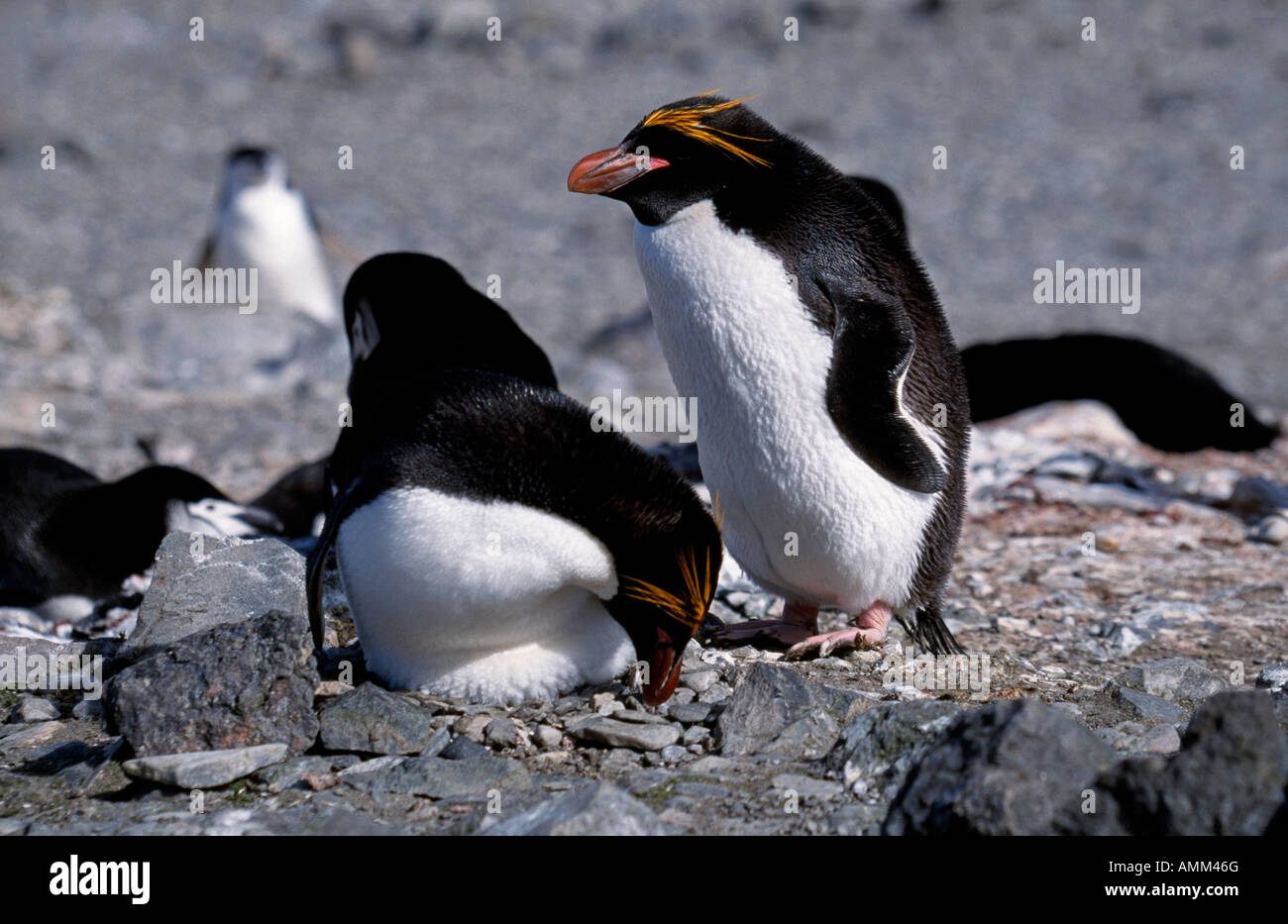 Macaroni penguin (eudyptes chysolophus) at Hannah Point Stock Photo - Alamy