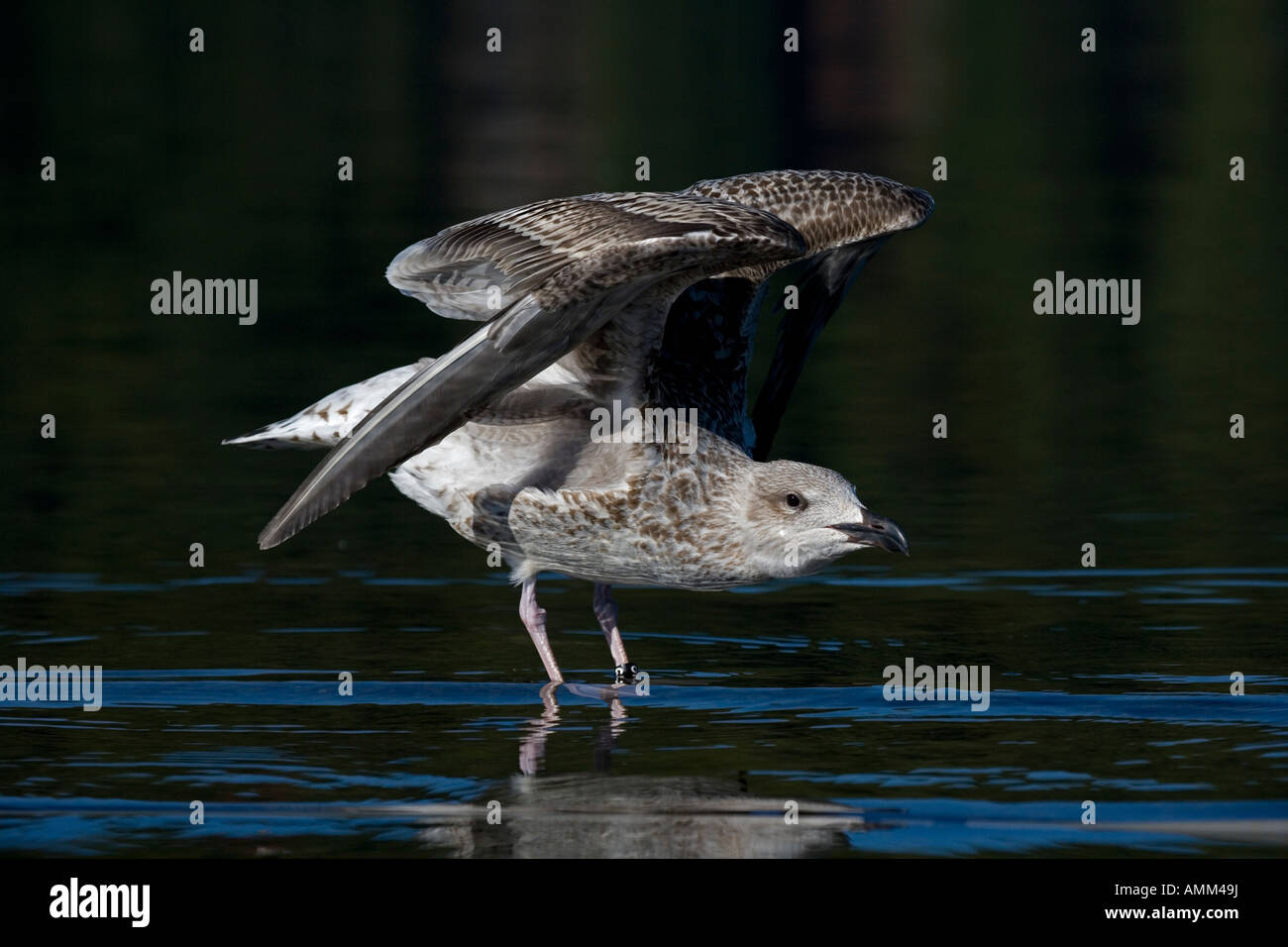 Great Black-backed Gull Juvenile (Larus marinus) New York USA On ...