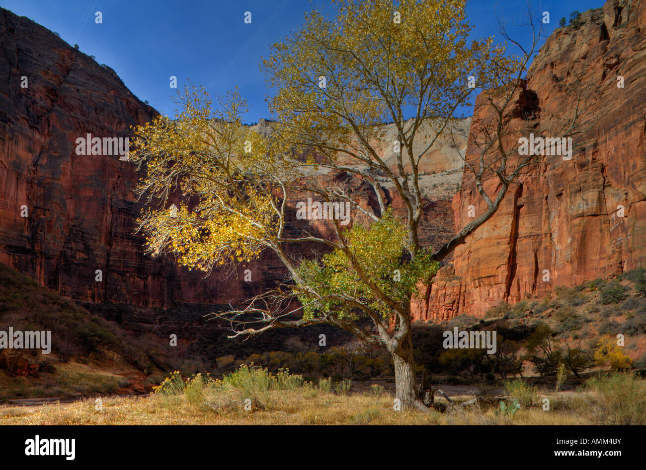 Zion Nation Park canyon floor Stock Photo - Alamy