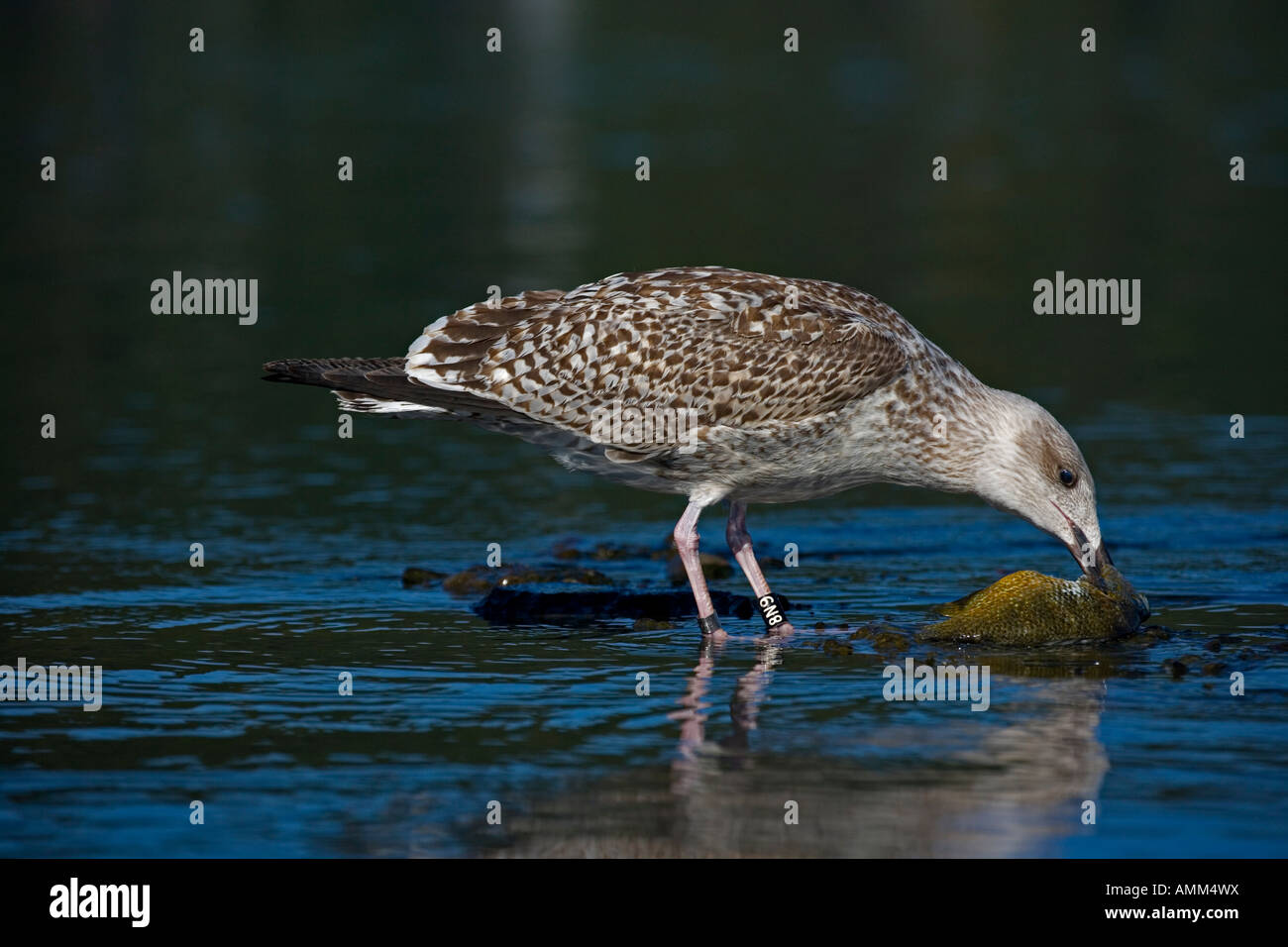 Sunfish gull hi-res stock photography and images - Alamy