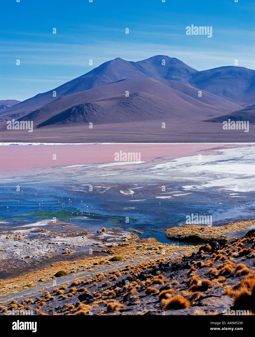 Flamingos feed in the algae-rich waters of Laguna Colorada Stock Photo ...