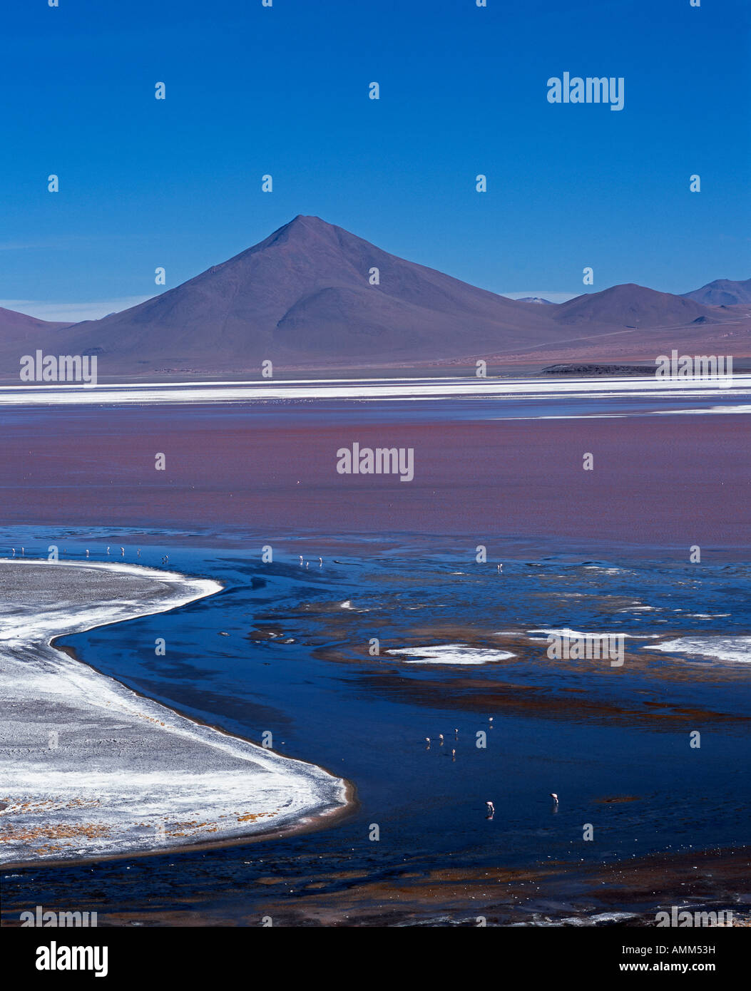 Flamingos feed in the algae-rich waters of Laguna Colorada Stock Photo ...