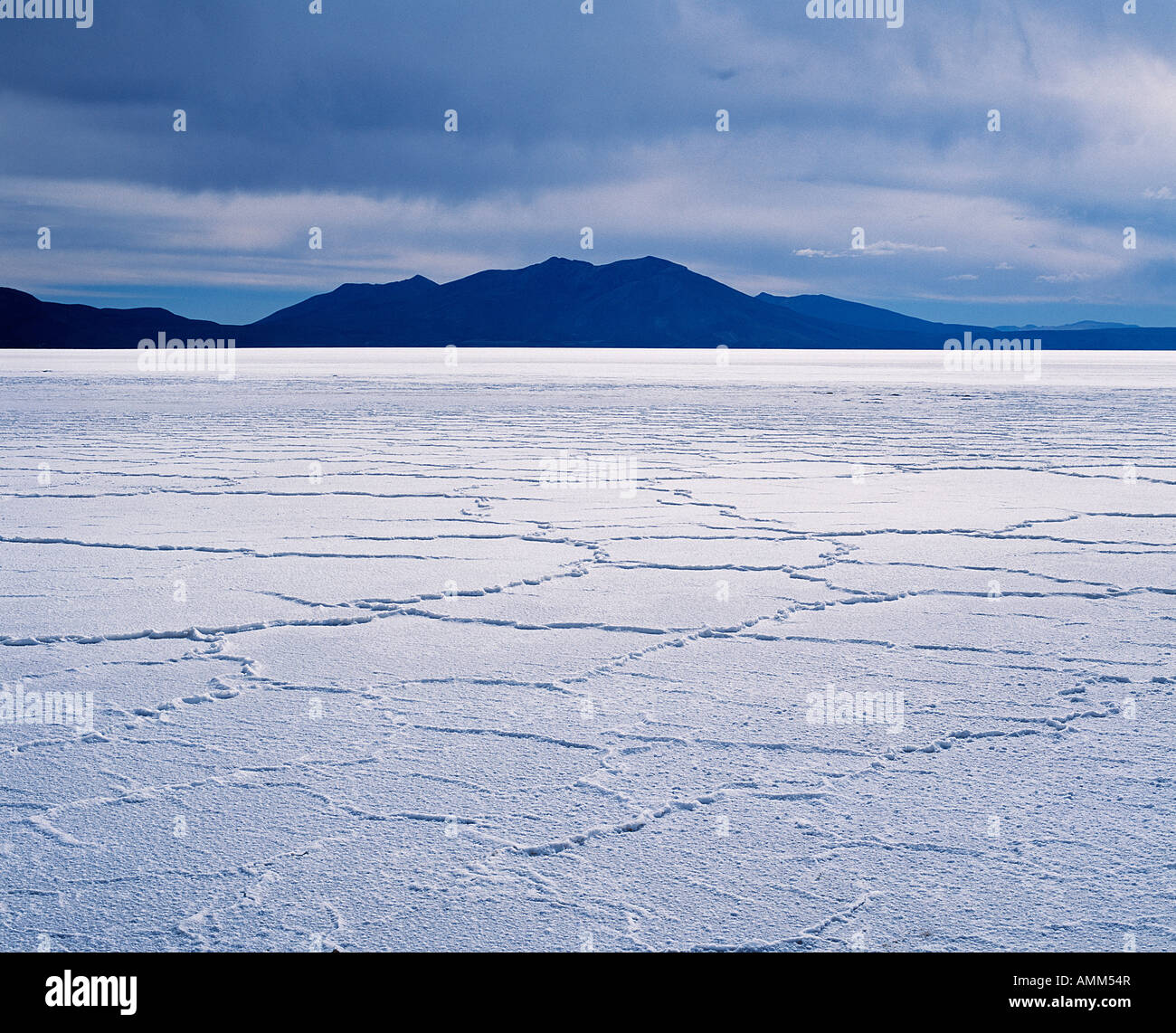 During the dry season, a web of polygonal lines of salt form on the ...