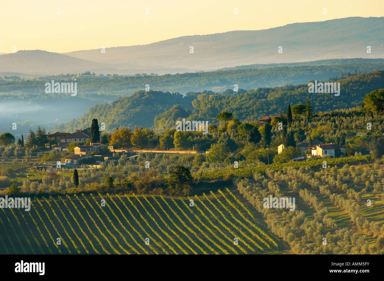 Views across the vineyards and olive groves of the Chianti Region from ...
