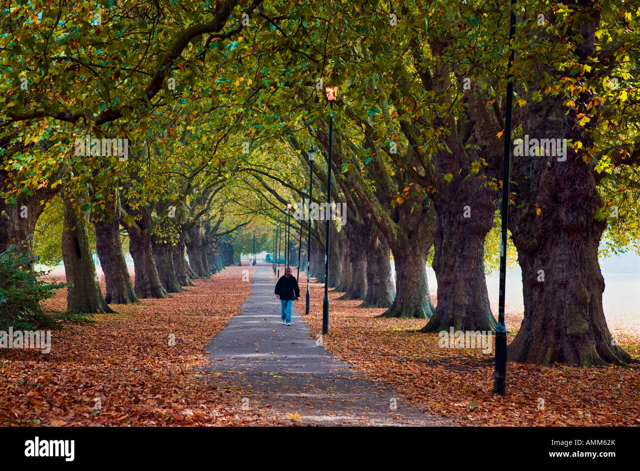 Fallen autumn leaves around mature Sycamore trees in a park in the ...