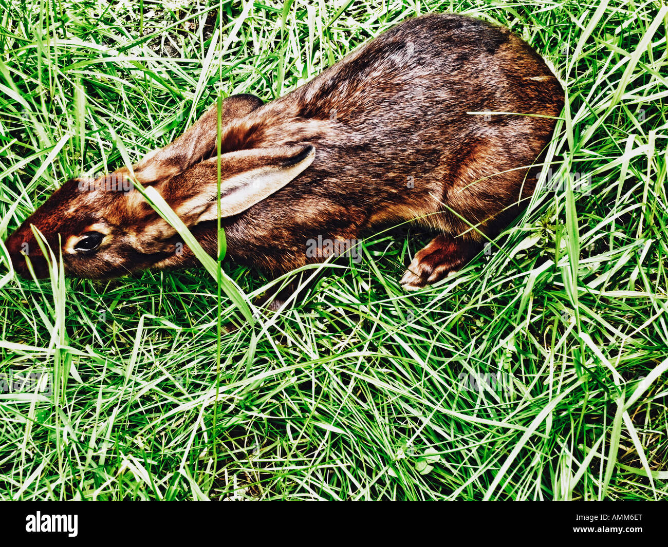 Rabbit Sniffing At Blades Of Grass Stock Photo - Alamy