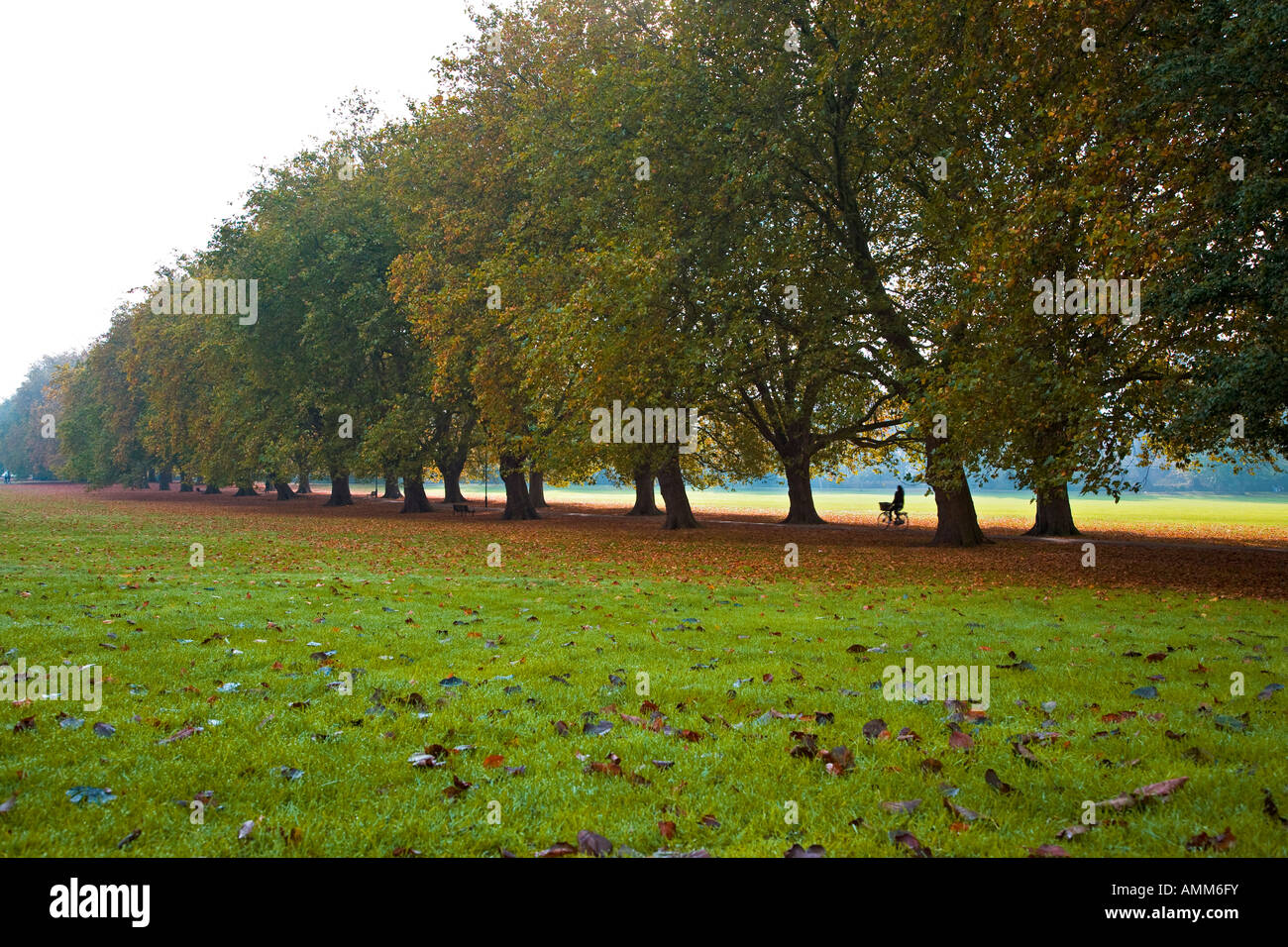 Fallen autumn leaves around mature Sycamore trees in a park in the ...