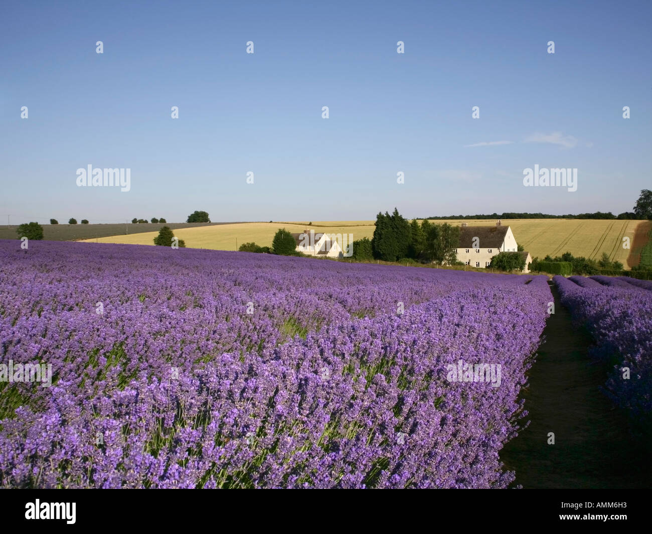 lavender fields snowshill lavender farm the cotswolds gloucestershire ...
