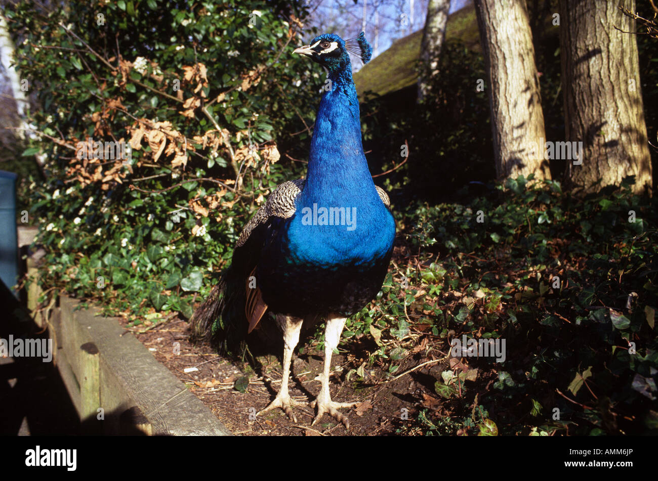 peacock, Leeds castle, Kent, UK Stock Photo - Alamy