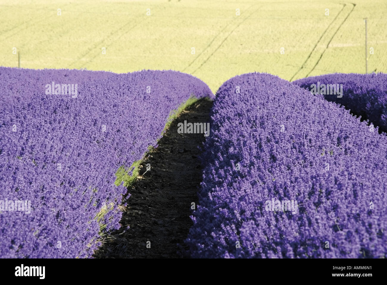 lavender fields snowshill lavender farm the cotswolds gloucestershire ...