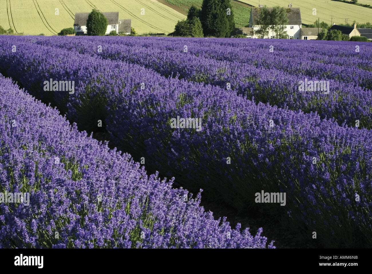 lavender fields snowshill lavender farm the cotswolds gloucestershire ...