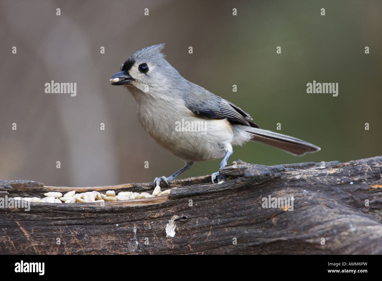 Titmouse hi-res stock photography and images - Alamy