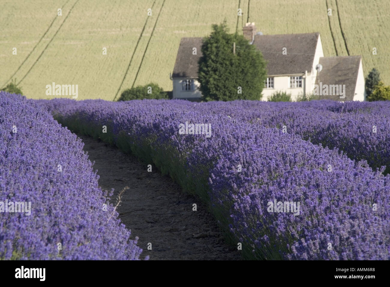 lavender fields snowshill lavender farm the cotswolds gloucestershire ...