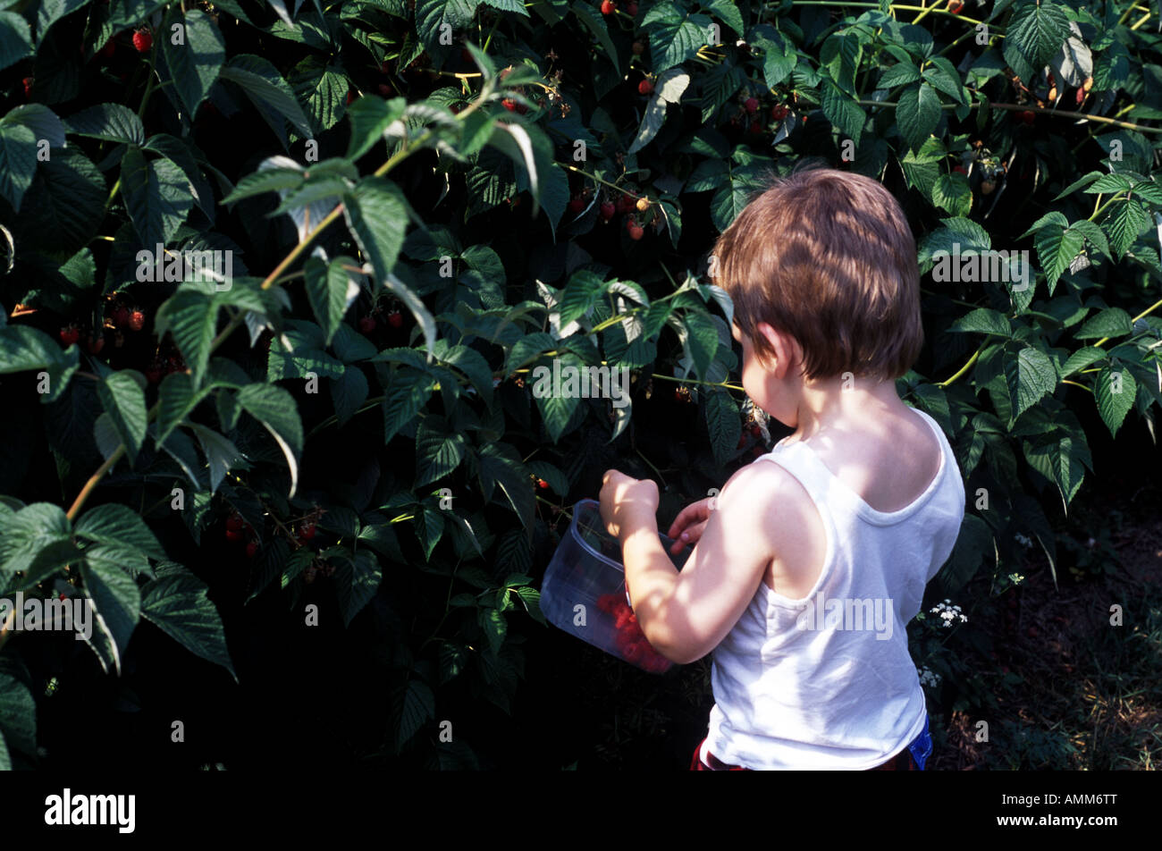 a young boy raspberry picking Stock Photo - Alamy