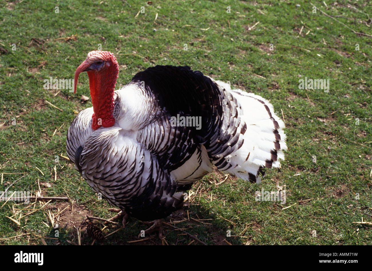 a free range organic Turkey on a farm, UK Stock Photo - Alamy