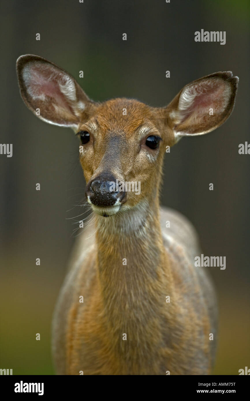 White tailed doe portrait hi-res stock photography and images - Alamy