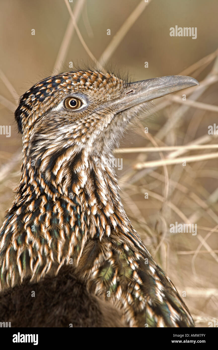 Greater Roadrunner Close-up in Sonoran Desert of Arizona Stock Photo ...