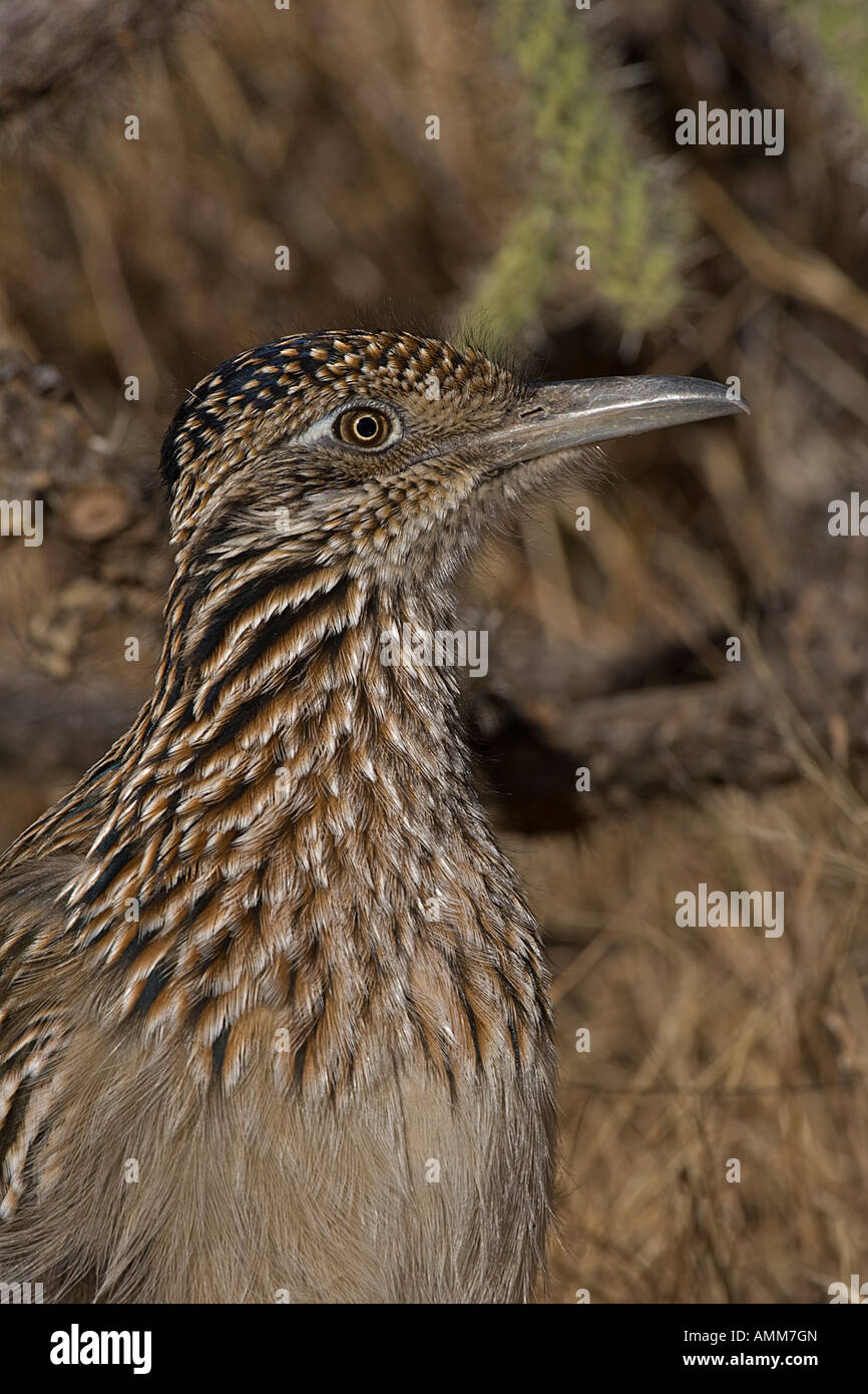 Greater Roadrunner Close-up in Sonoran Desert of Arizona Stock Photo ...