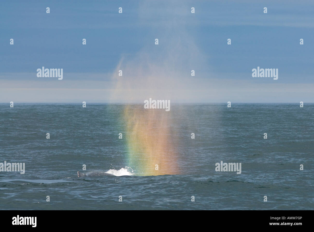 Whale spout rainbow hi-res stock photography and images - Alamy