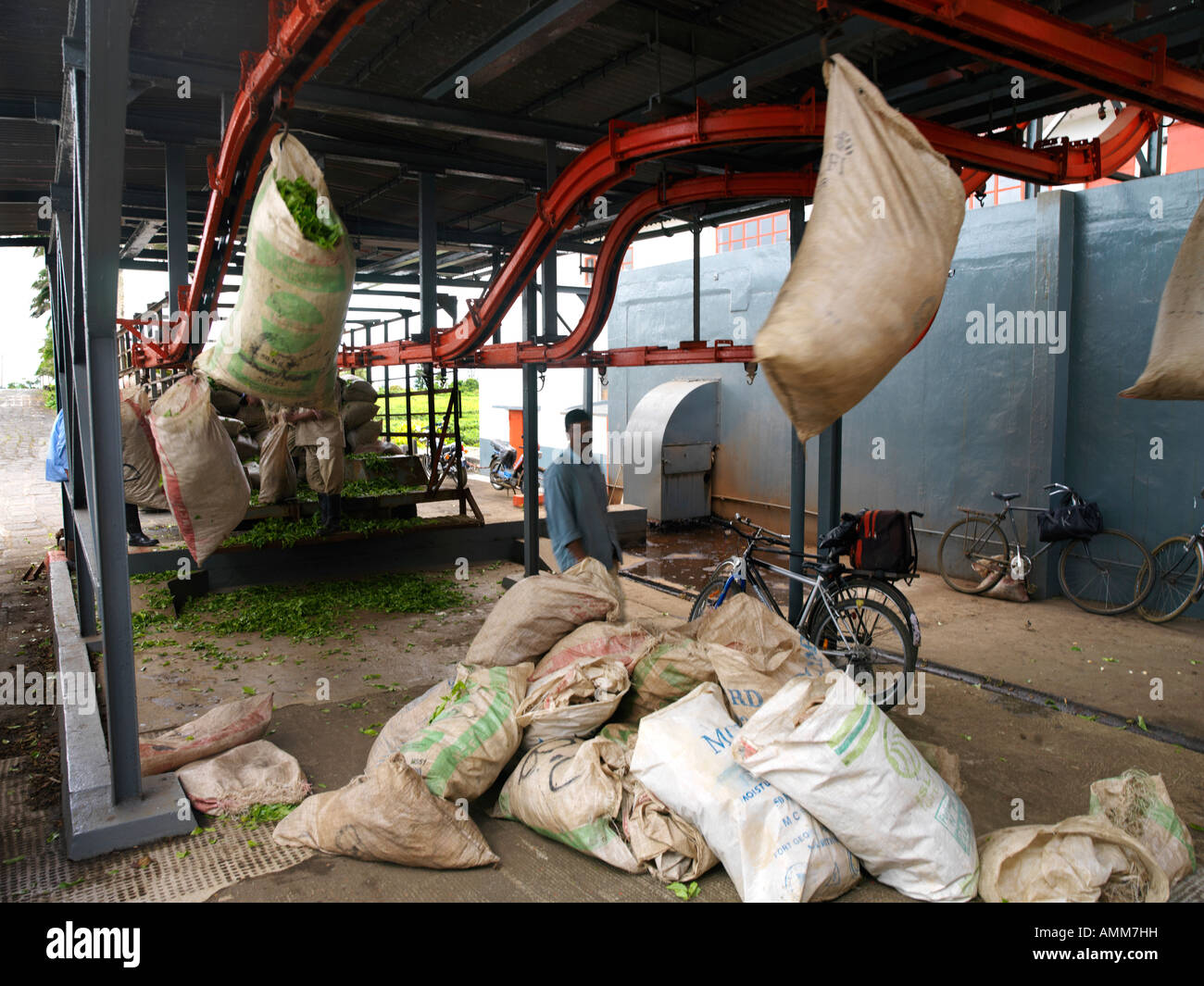 Sacks of Freshly Picked Tea Leaves Being Unloaded at the Bois Cheri Tea ...