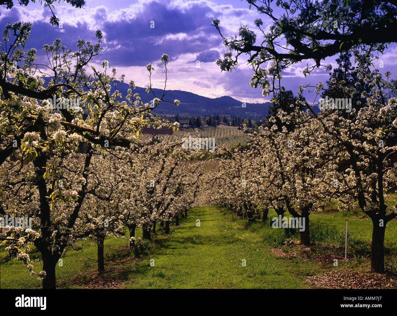 Apple Orchard, Hood River Valley, Oregon, USA Stock Photo - Alamy