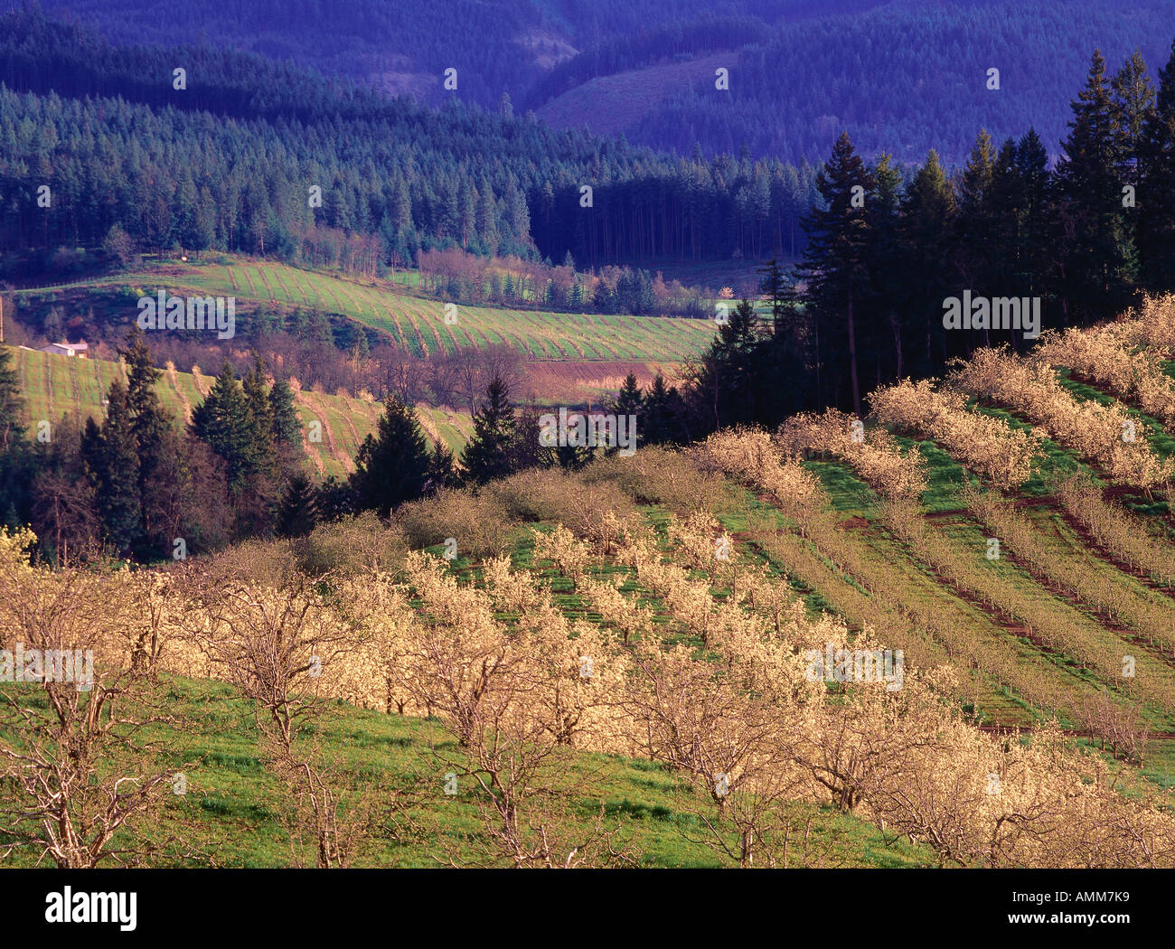 Usa oregon hood river apple hi-res stock photography and images - Alamy