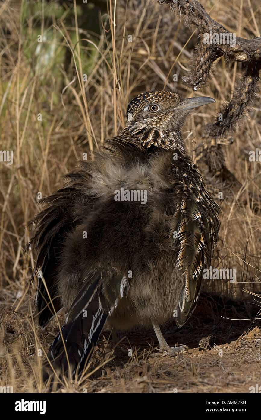 Greater Roadrunner (Geococcyx californianus) - Thermoregulating ...