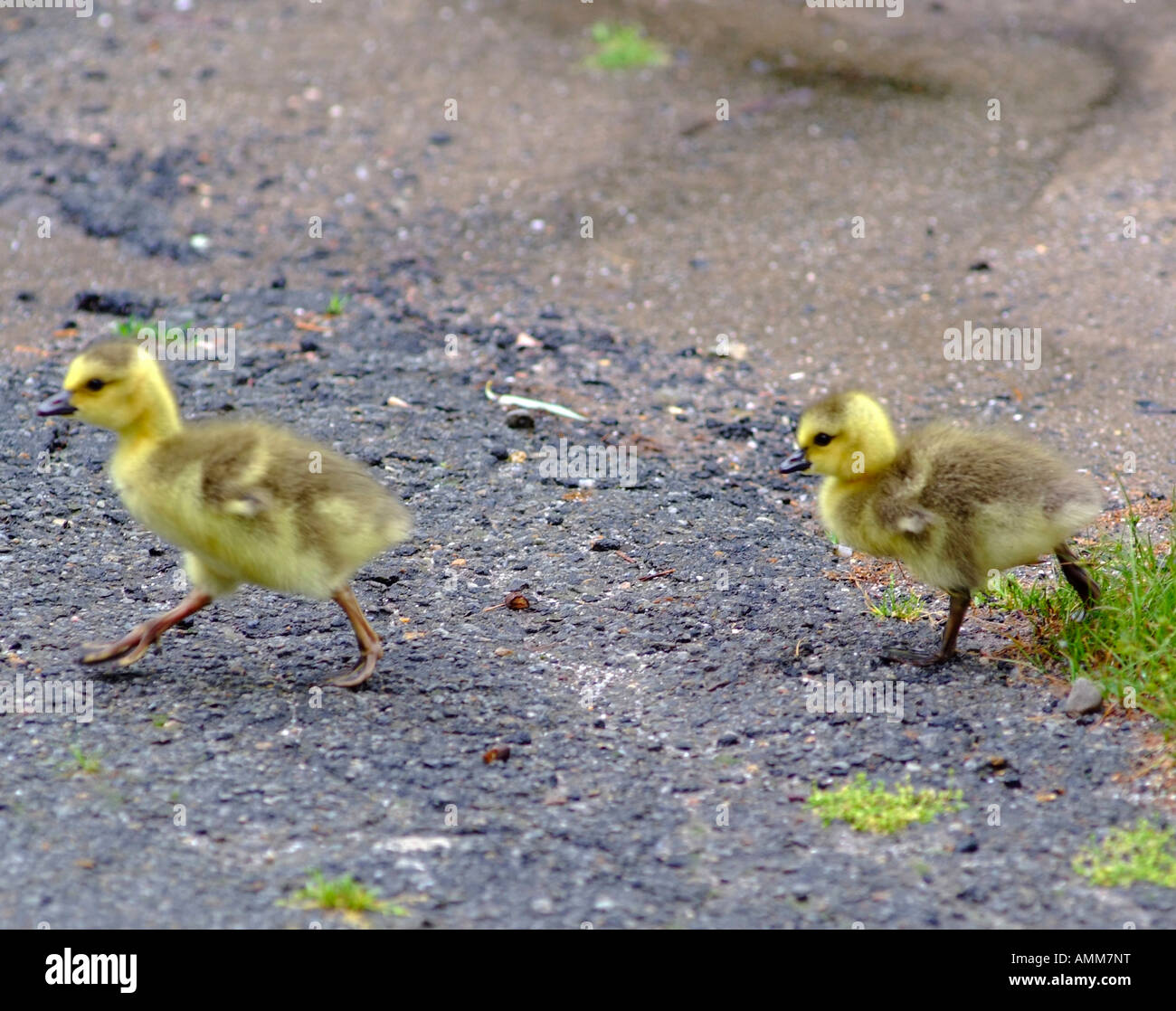 Two Young Canada Goose Chickens Waddle Across a Path in Saddle River ...